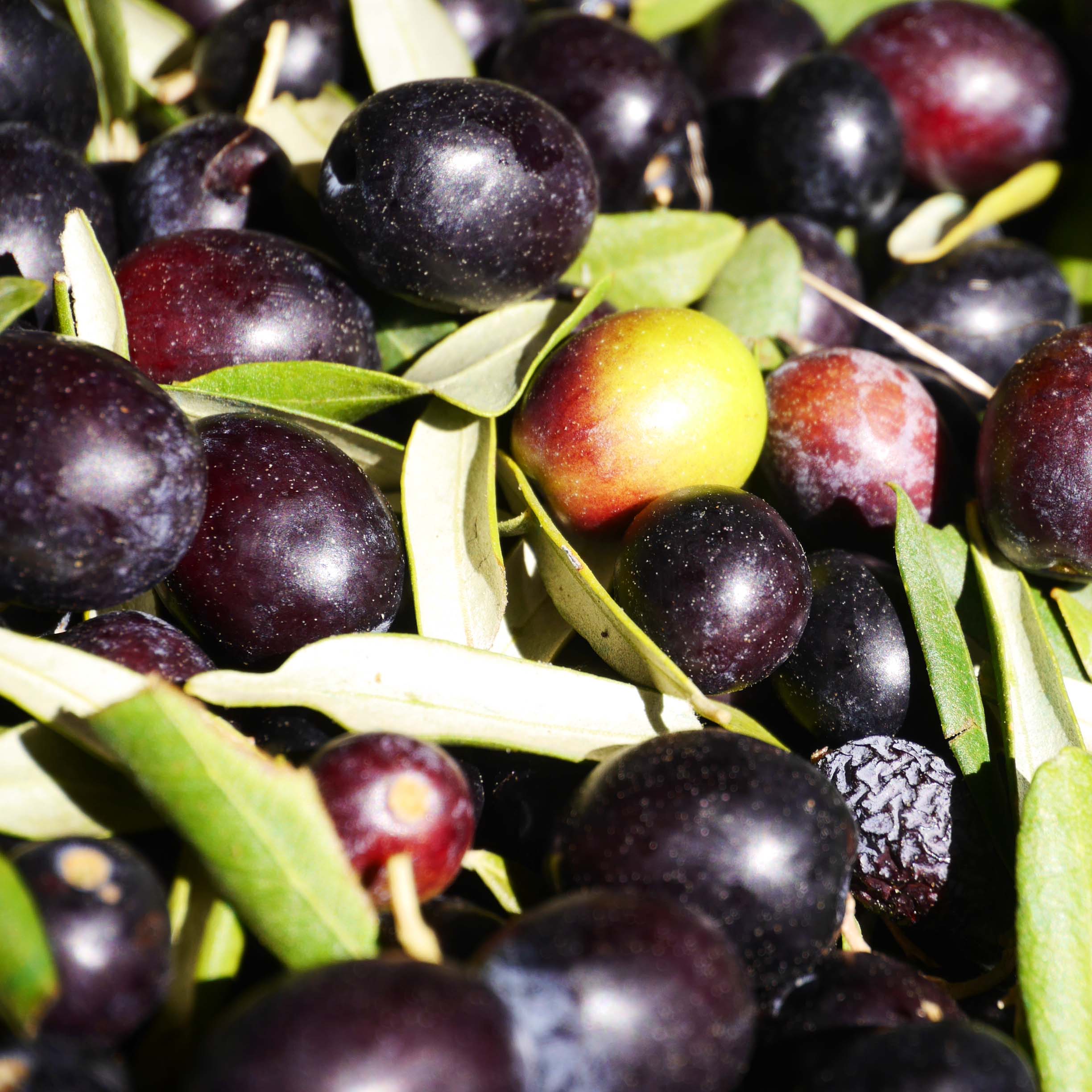 Olivenhain in Şirince in der Türkei